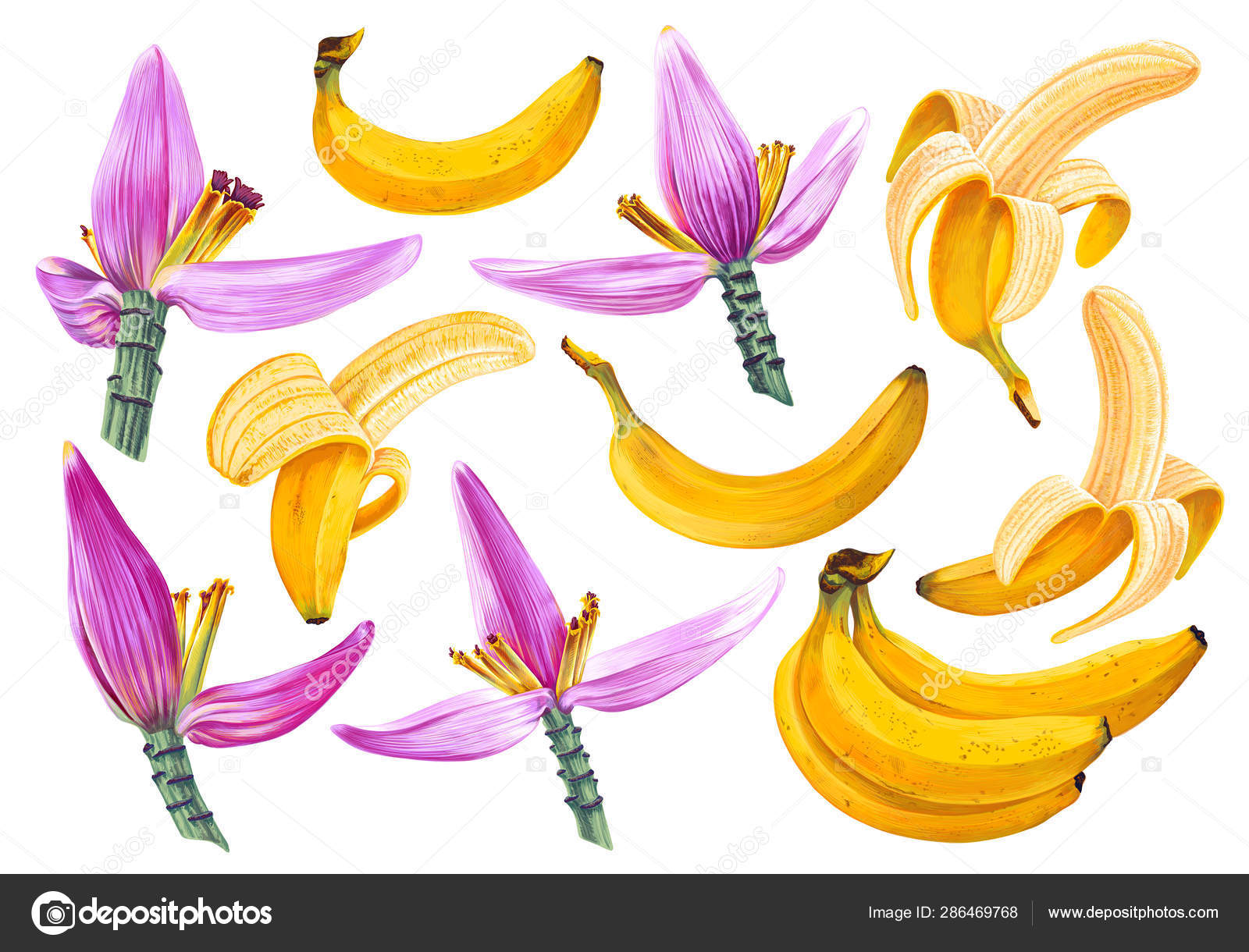Bright vector set of bunches of banana and banana flowers. Stock Vector ...