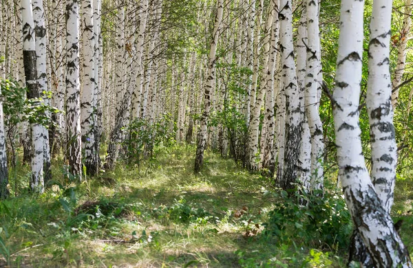 Natural background Russian birch grove, trees. Green eco-friendly ...