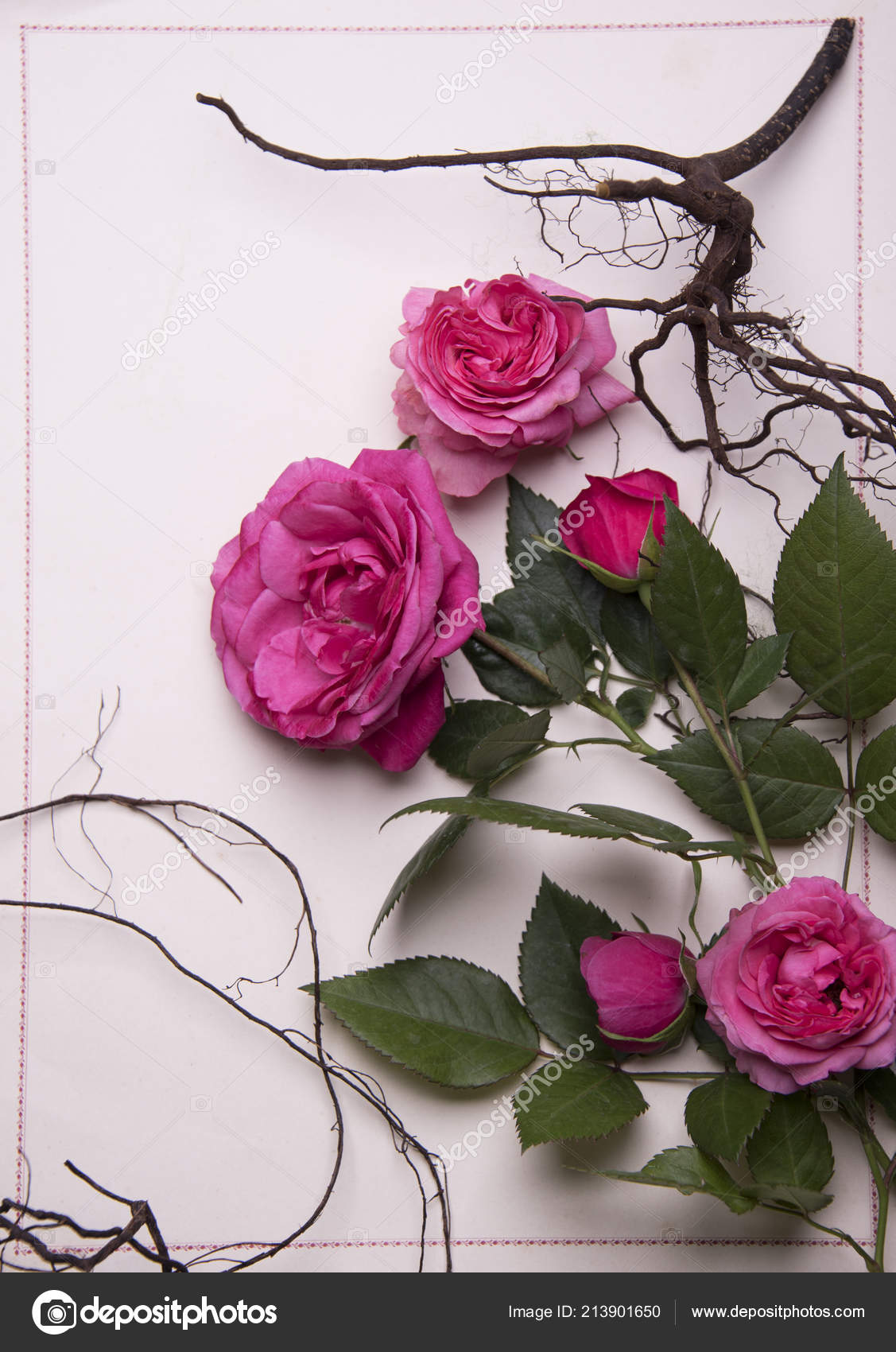 Vintage Paper Sheet Fresh Rose Flowers Roots ⬇ Stock Photo, Image by ...