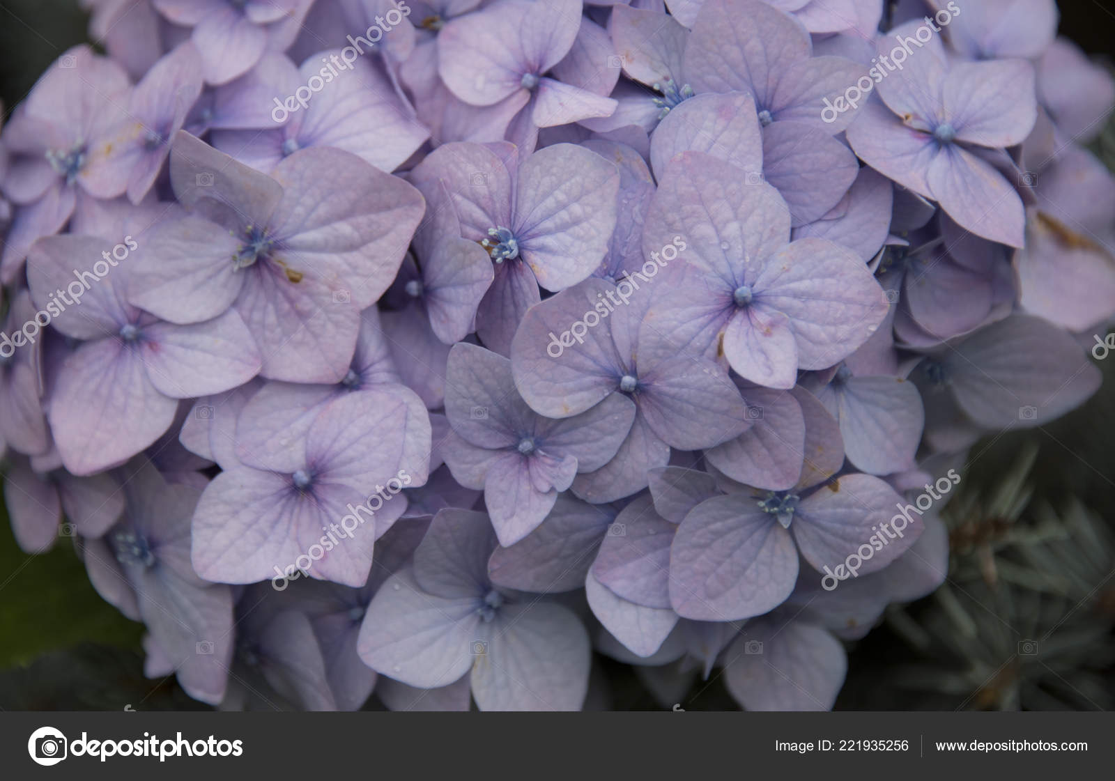 Floral Template Hydrangea Petals Background Stock Photo by ©airimic ...