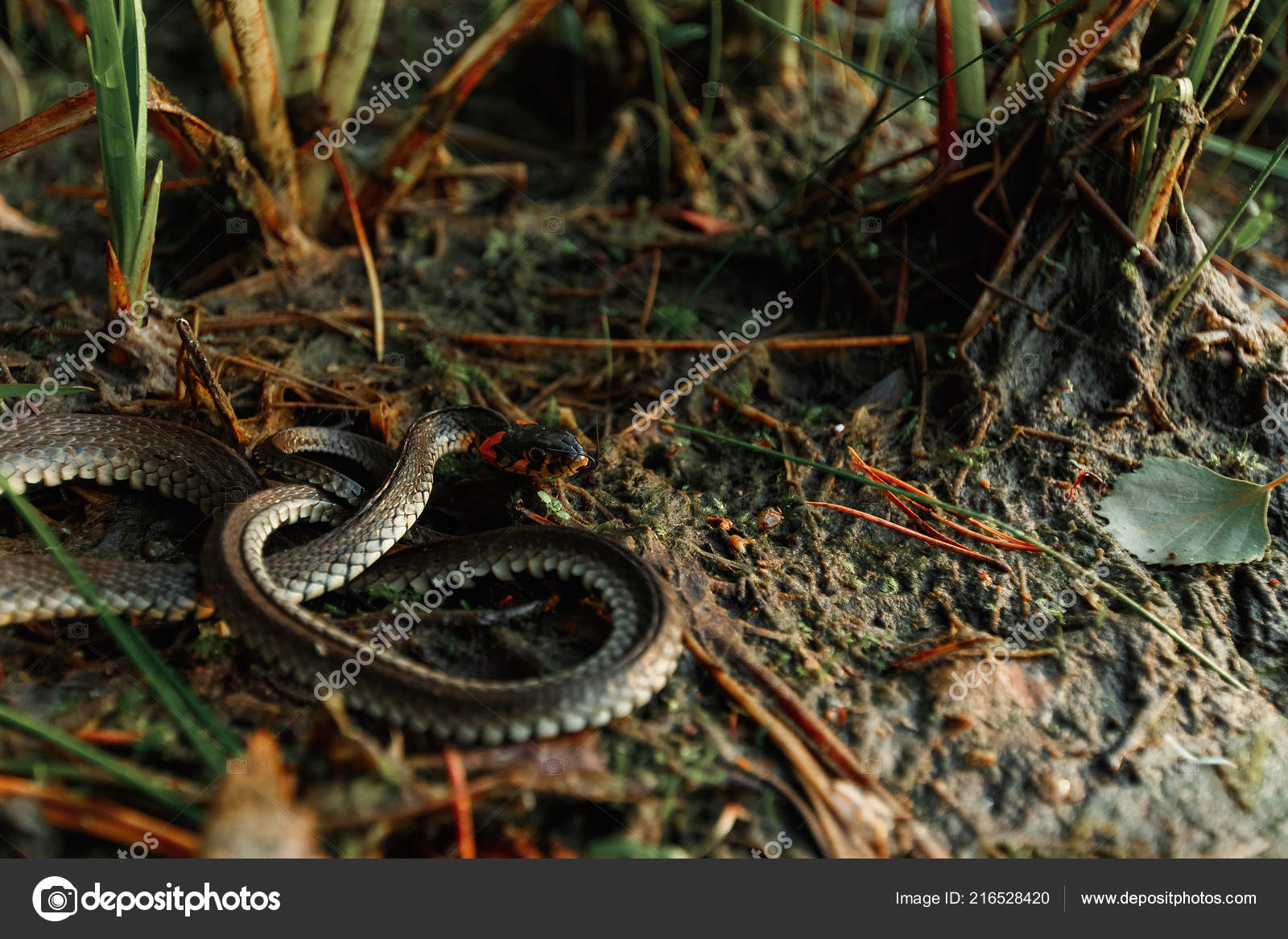 Die Ringelnatter Natrix Natrix Manchmal Auch Wassernatter Genannt ...