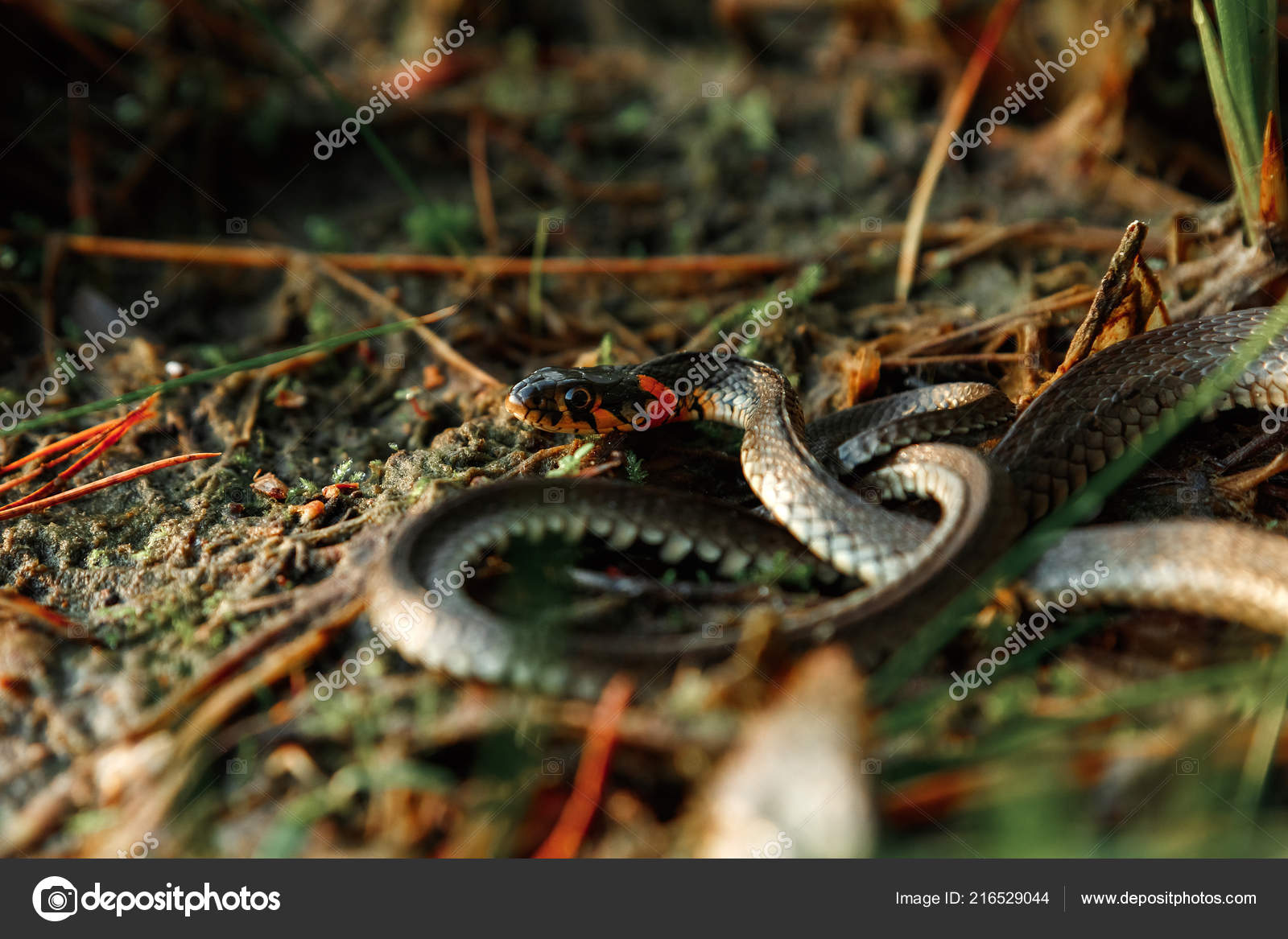 Die Ringelnatter Natrix Natrix Manchmal Auch Wassernatter Genannt ...
