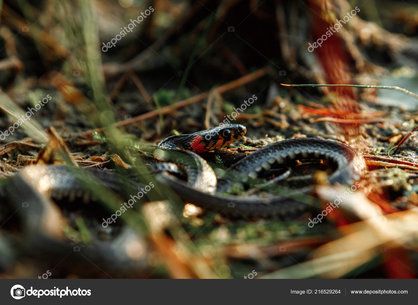Die Ringelnatter Natrix Natrix Manchmal Auch Wassernatter Genannt ...