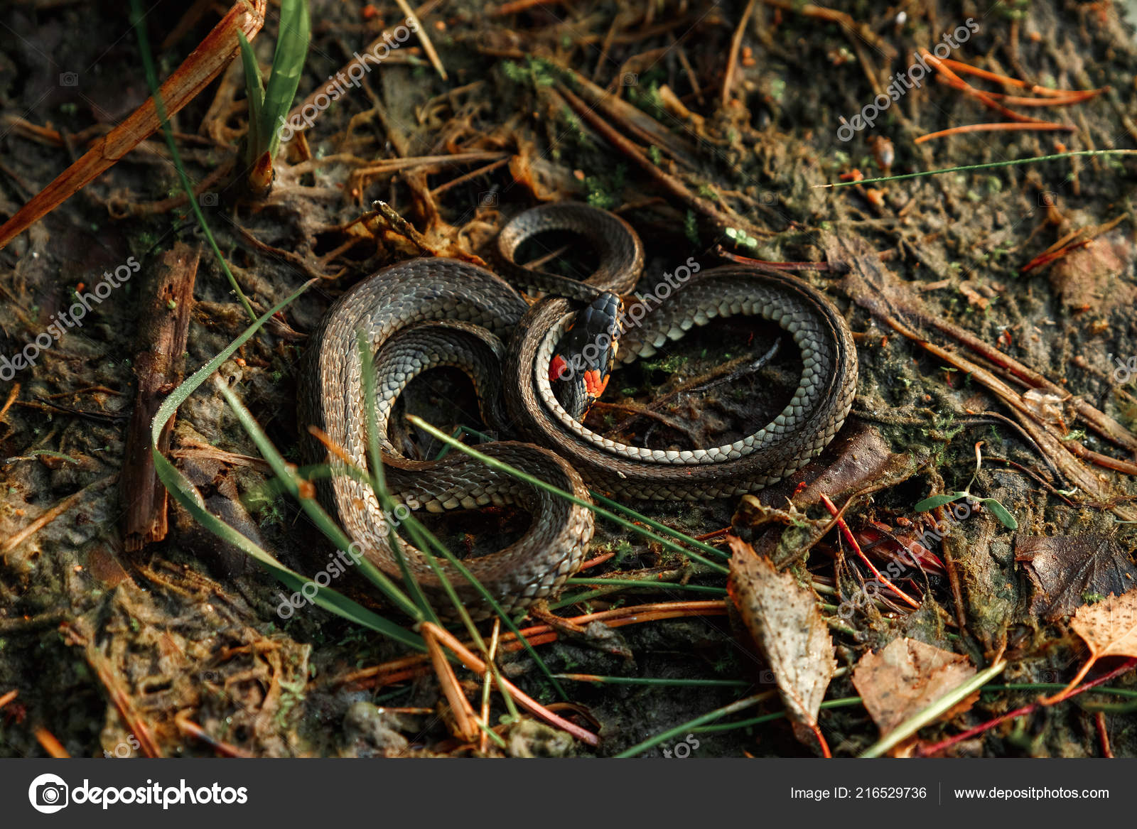 Die Ringelnatter Natrix Natrix Manchmal Auch Wassernatter Genannt ...