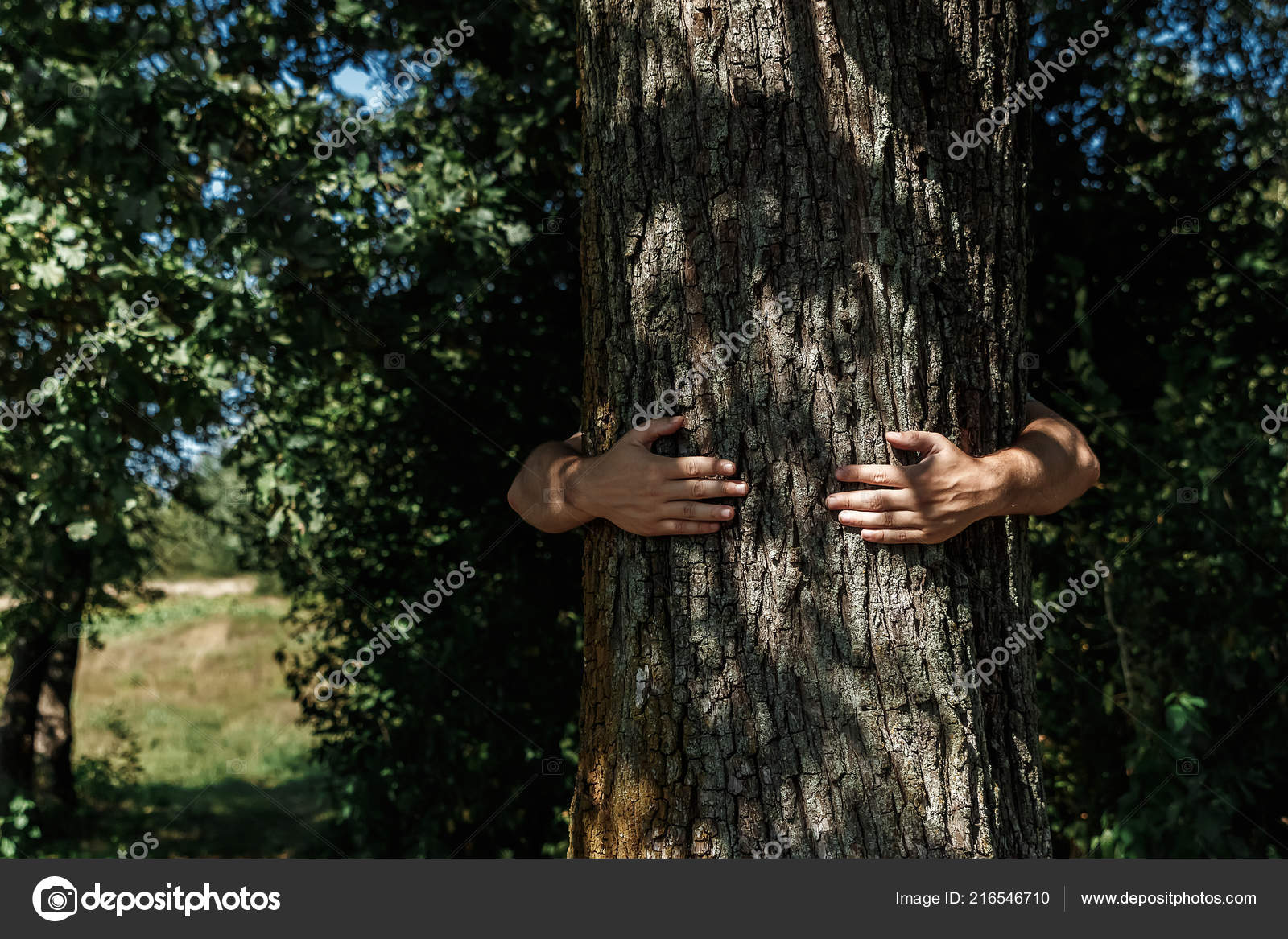 Human Hands Hug Wrap Tree Contact Man Nature Concept Ecology Stock ...