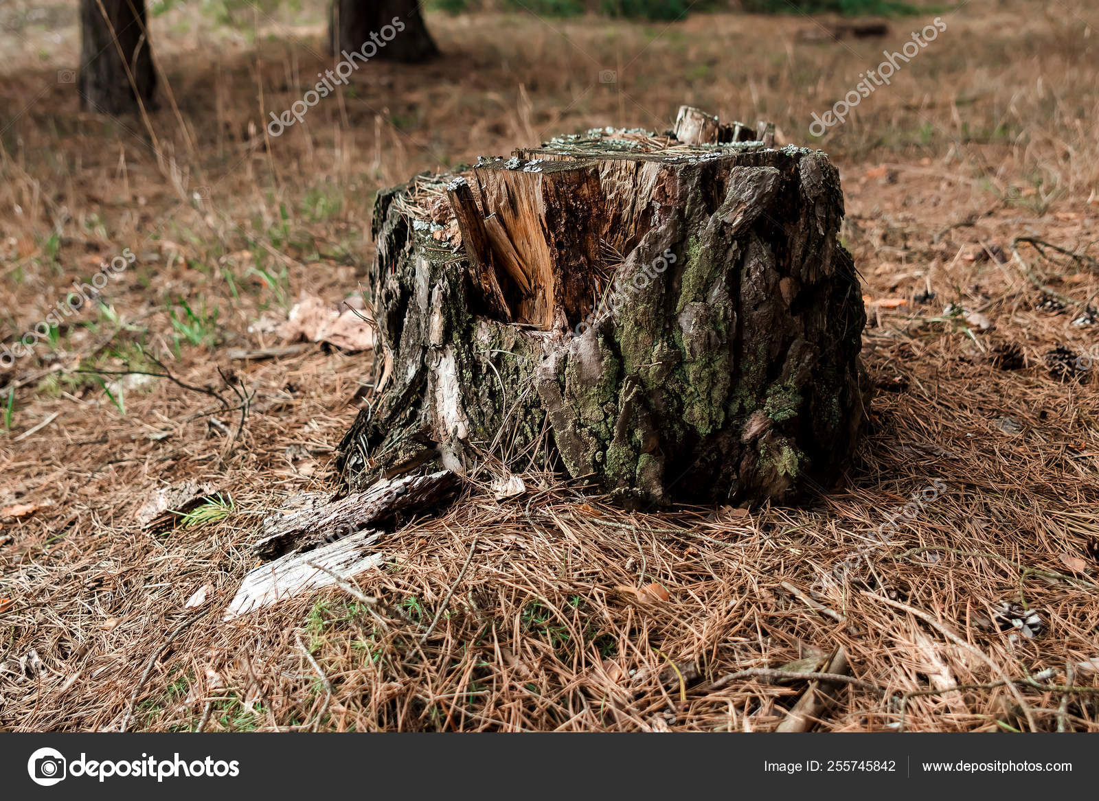 Old stump in the forest. The concept of cutting down trees, the disease ...