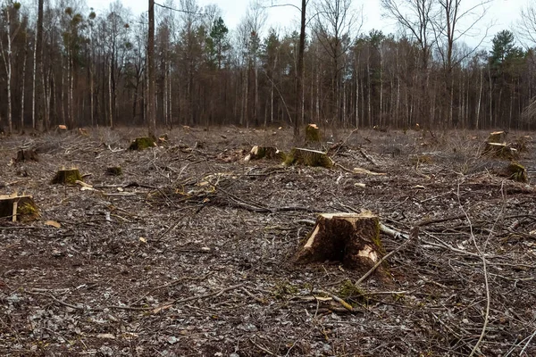 Cutting down trees, forest destruction. Glade stumps in the forest. The ...