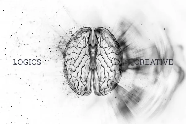 Illustration of a human brain, top view. Different halves of the human ...