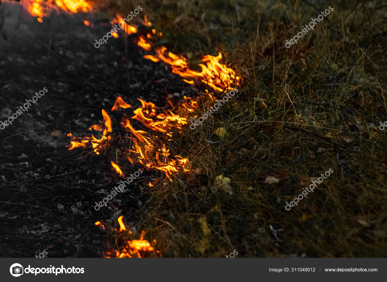 Forest fires, fire in nature, the destruction of tree plants. — Stock ...