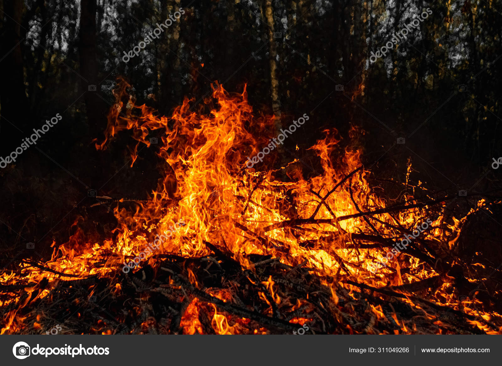 Forest fires, fire in nature, the destruction of tree plants. — Stock ...