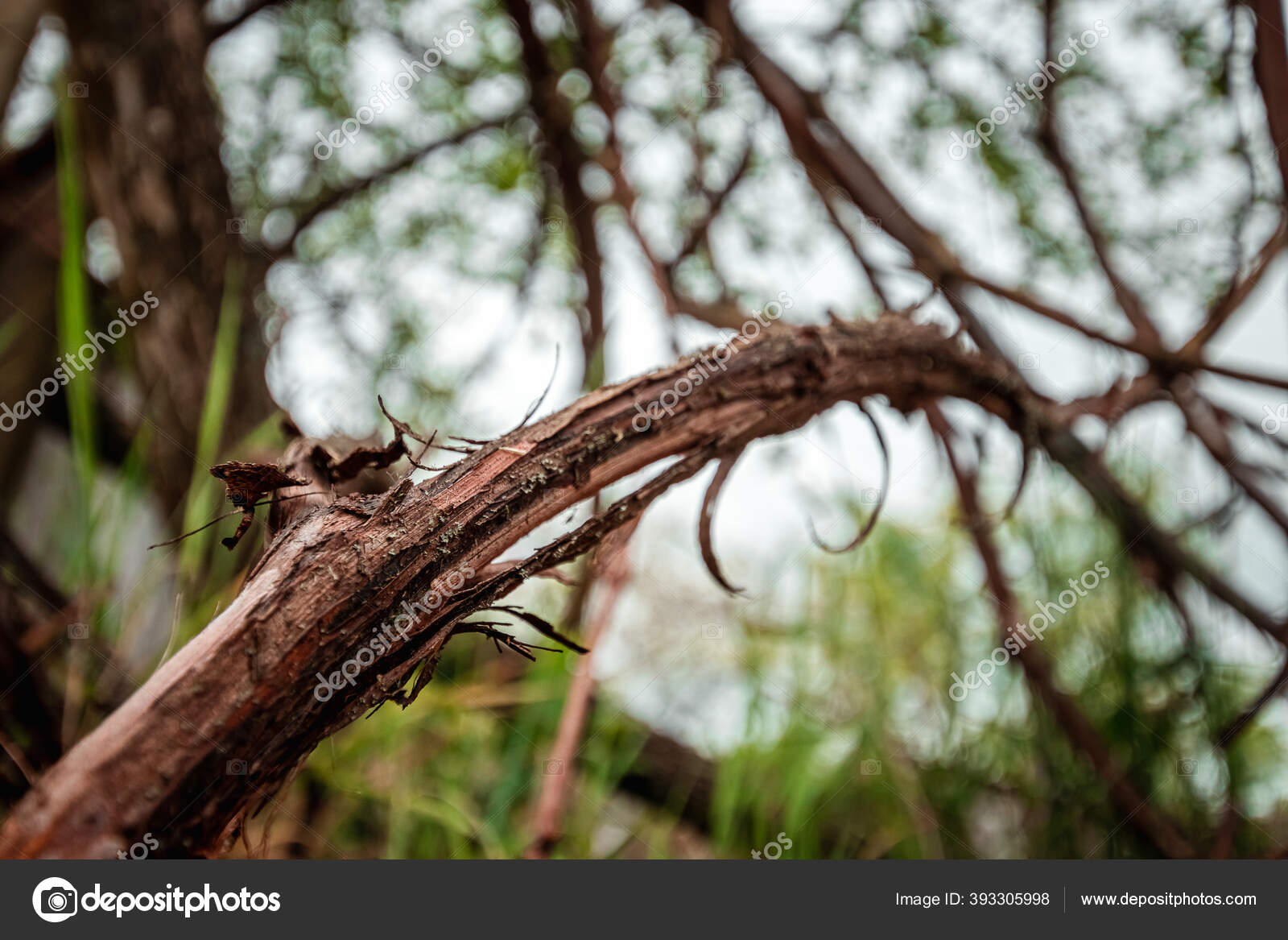 Tree Roots Plant Background — Stock Photo © MarkoAliaksandr #393305998