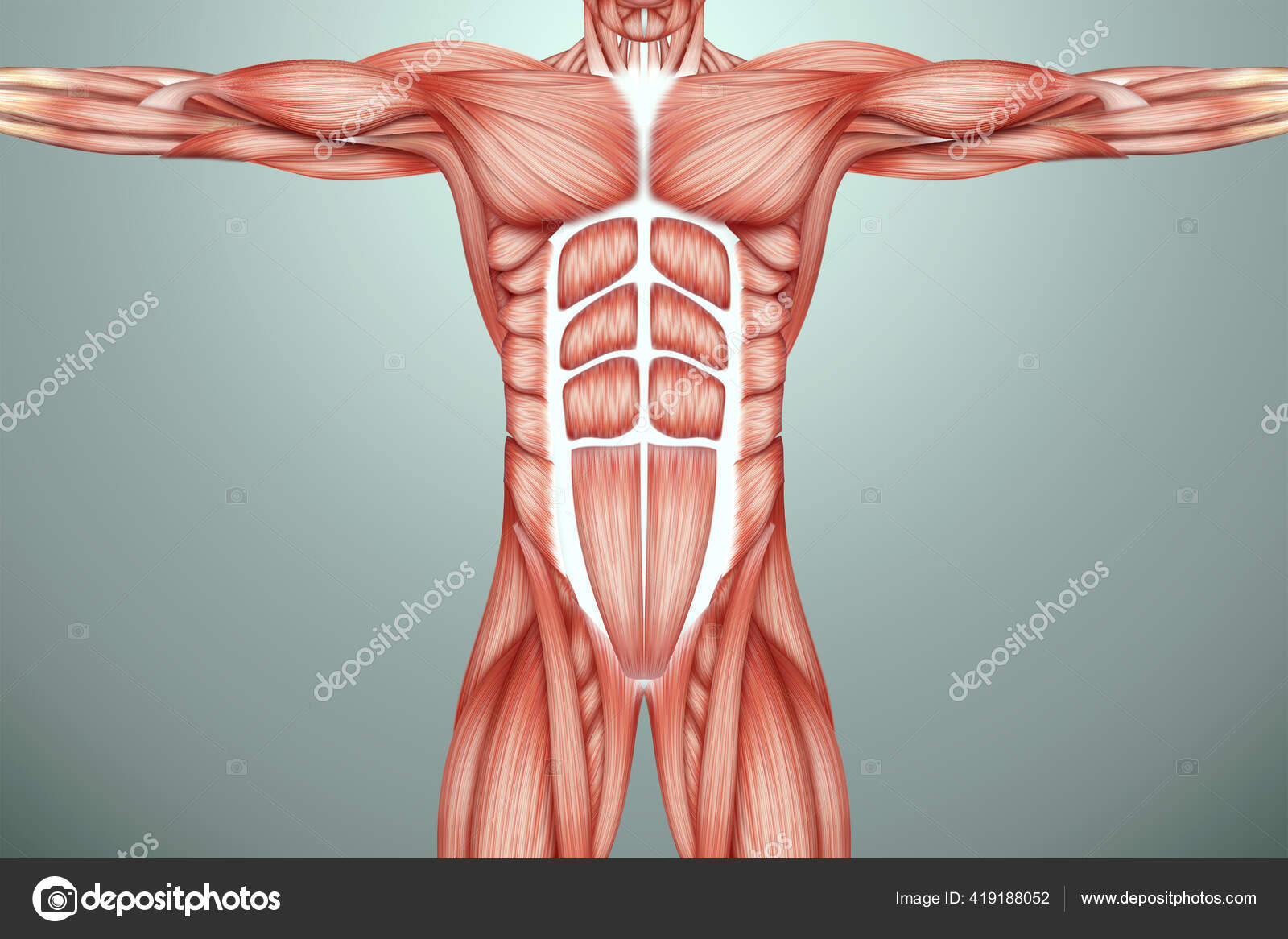 Structure Human Muscles Biology Muscular System Human Anotomy Concept ...