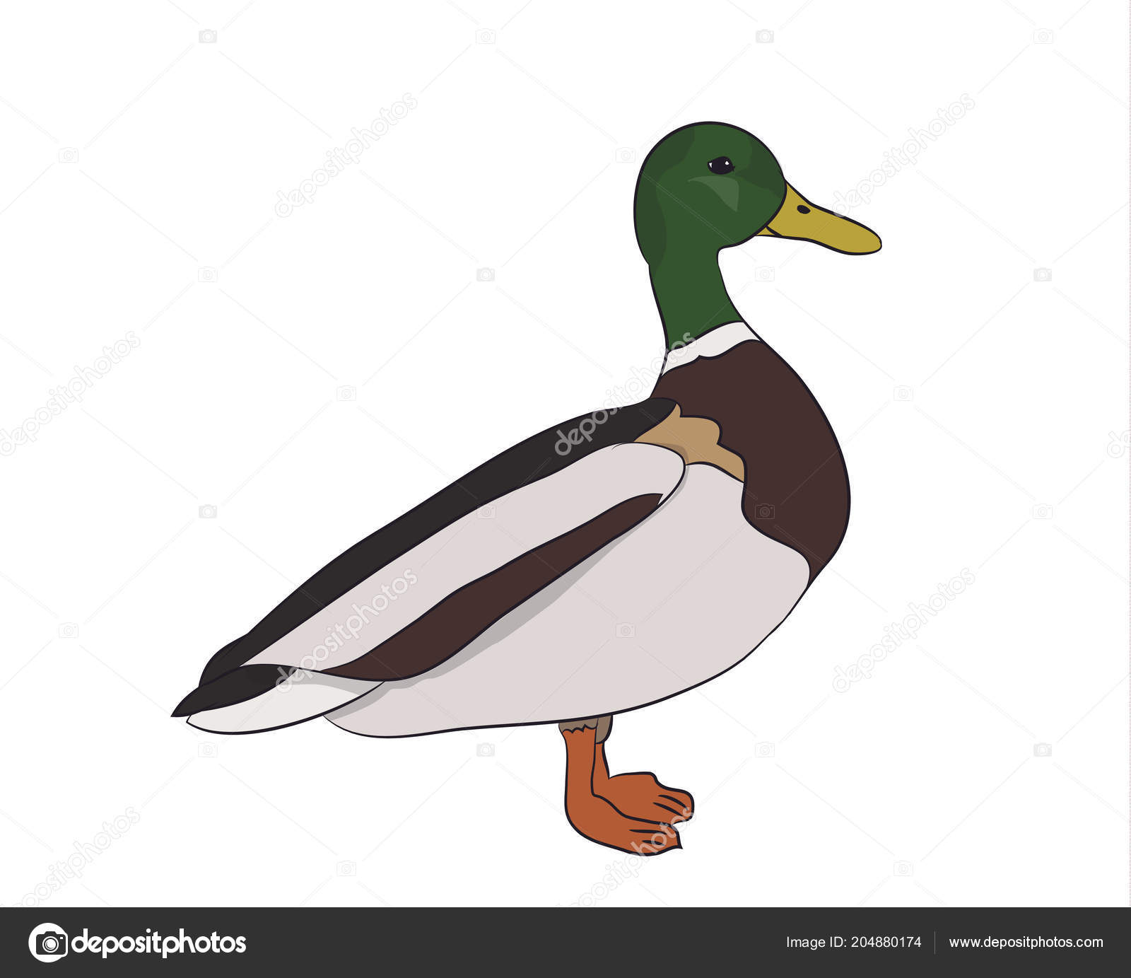 Duck Drake Vector White Background Stock Vector Image by ©A.Nestr ...