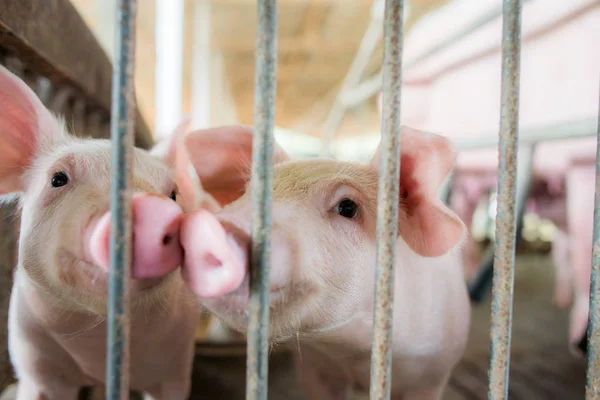 Pigs at the farm. Meat industry. Pig farming to meet the growing demand ...