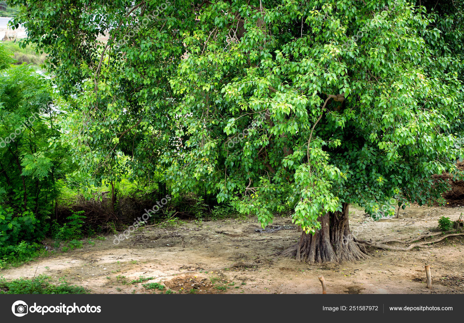 This is a big peepal tree. Peepal tree gives oxygen 24 hours. Peepal is ...