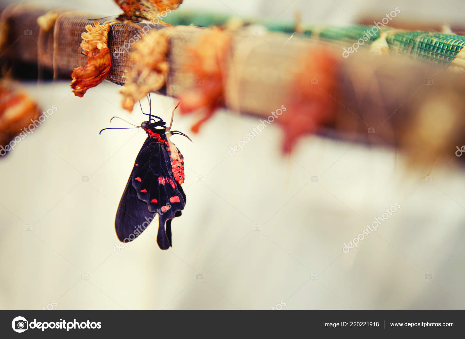 Concepto transformación Mariposa — Foto de stock #220221918 © ParStud