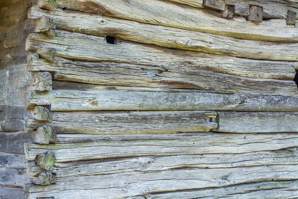 textura del rbol viejo, la pared est hecha de madera 2024