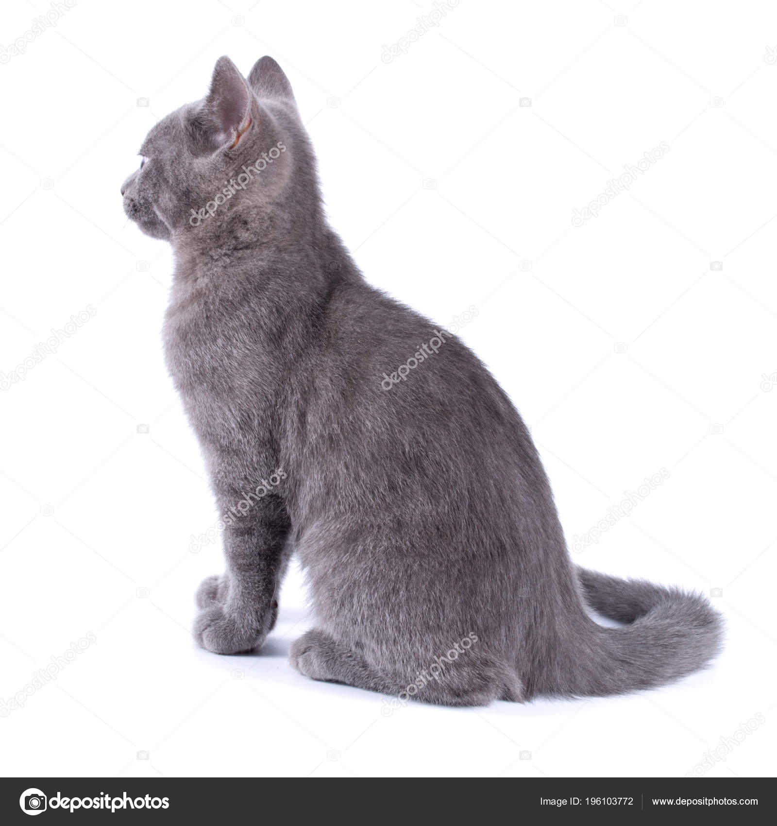 Beautiful small blue cat sniffes the ground is isolated on a white ...