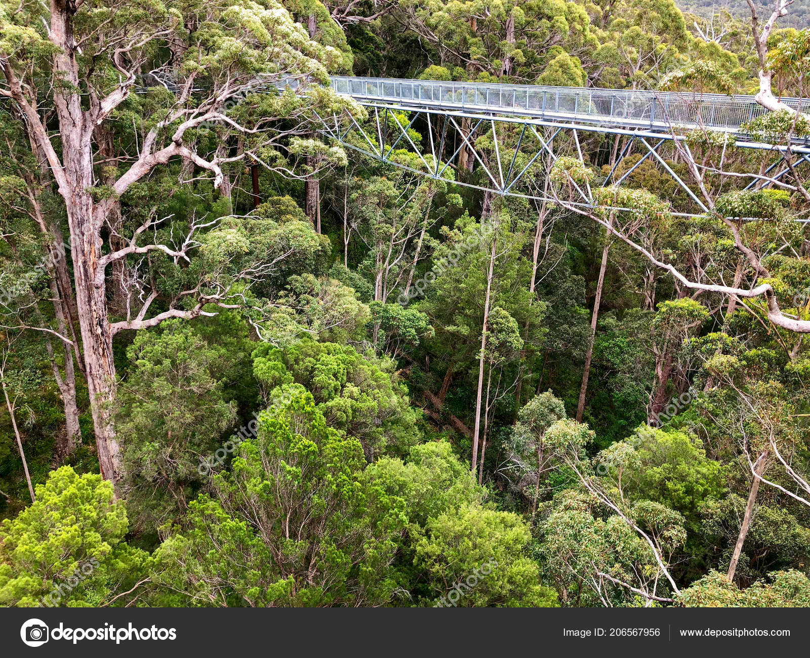 View Tree Top Walk Suspension Bridge Meters Ground Level Valley Stock ...