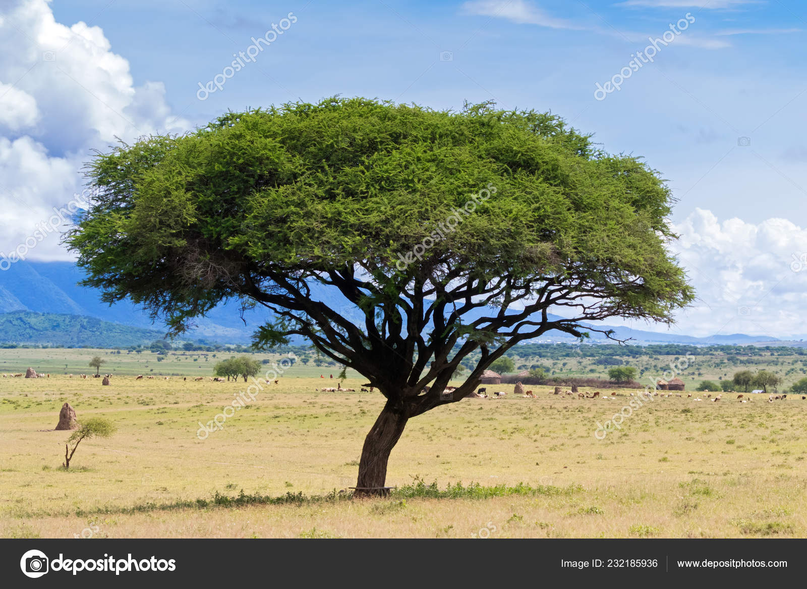 Umbrella Thorntree Acacia Wattle Tree Rift Valley Mountain Range Blue ...