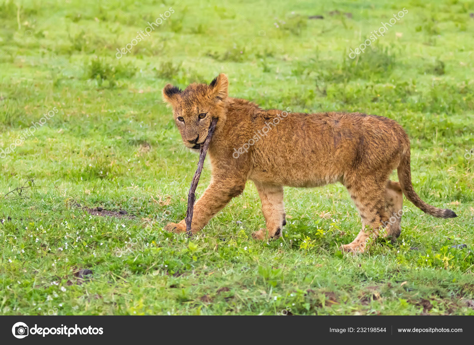 Young Lion Cub Playing Fetch Wooden Stick Wet Youngling Rain — Stock ...