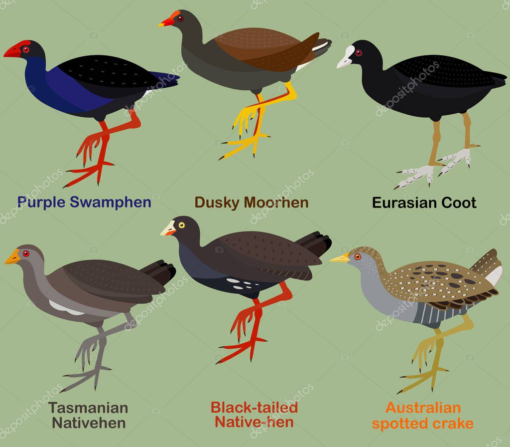 Lindo conjunto de ilustraci n de vector de aves, Swamphen p rpura, Moorhen oscuro, Coot, gallina ...