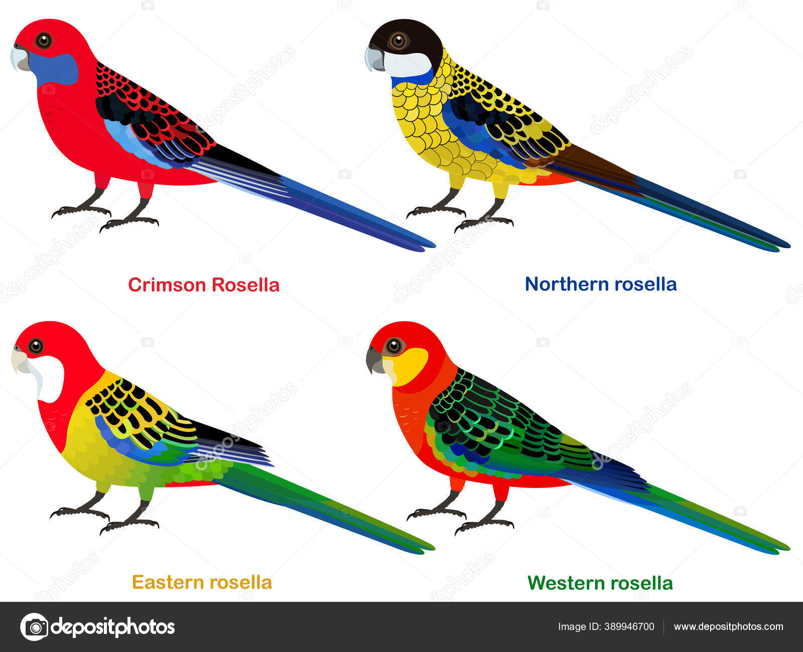 Crimson Rosella Drawing