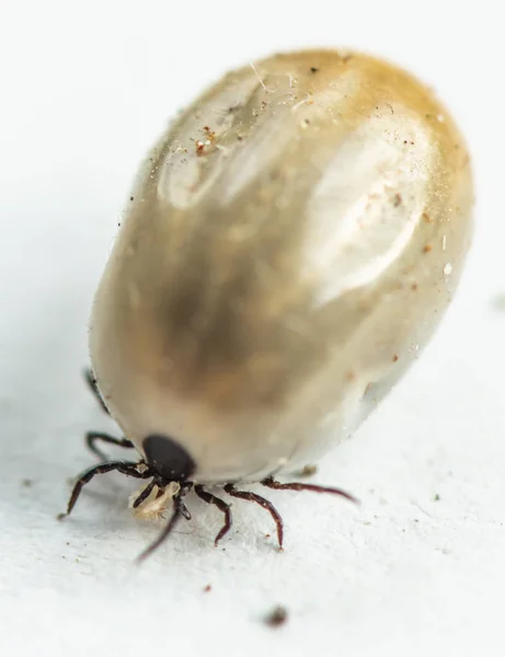 Ticks Stock Photos, Royalty Free Ticks Images | Depositphotos®