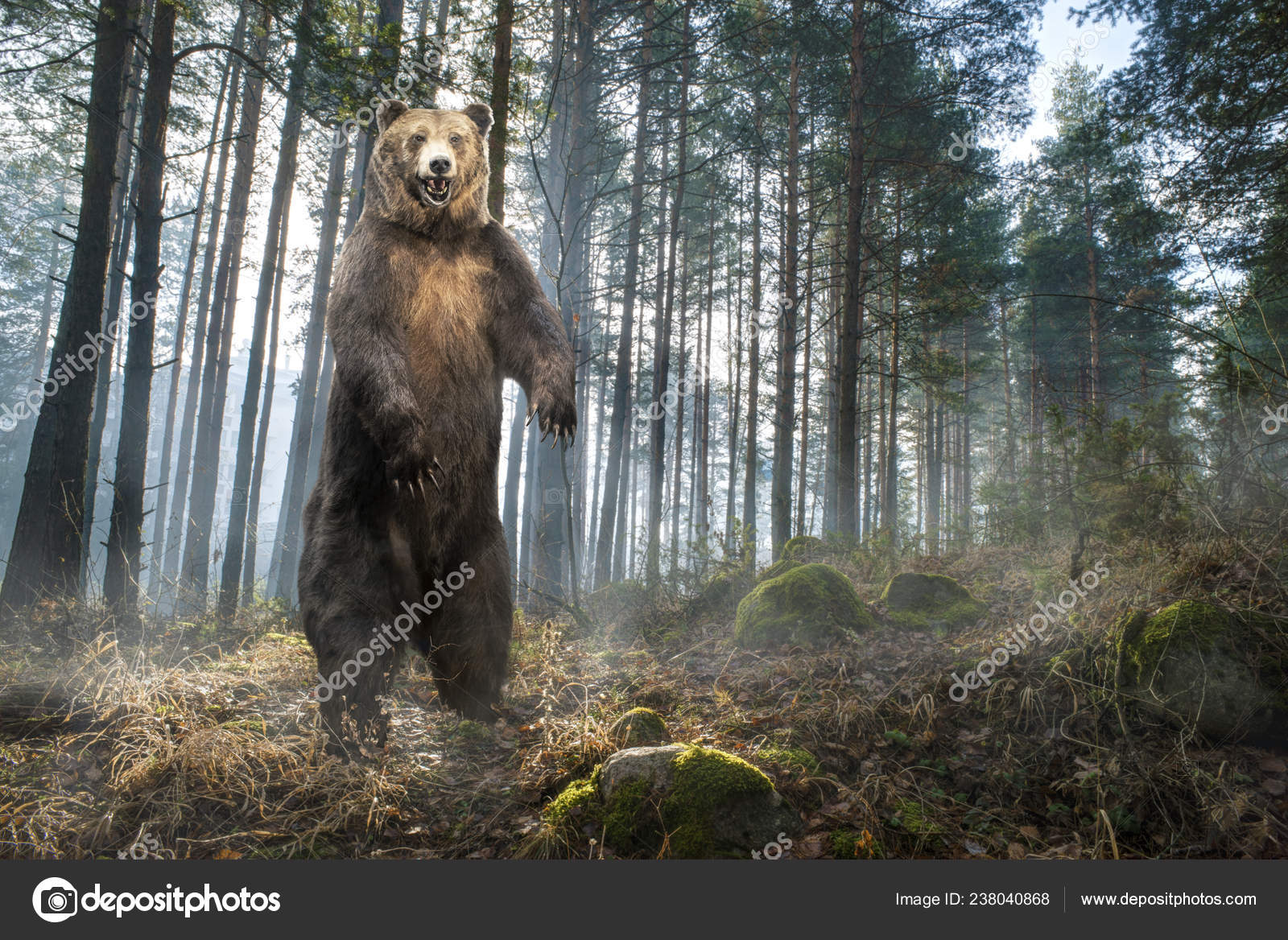 Brown Bear Standing Roaring
