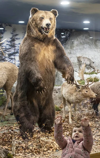 Brown Bear Roaring Standing