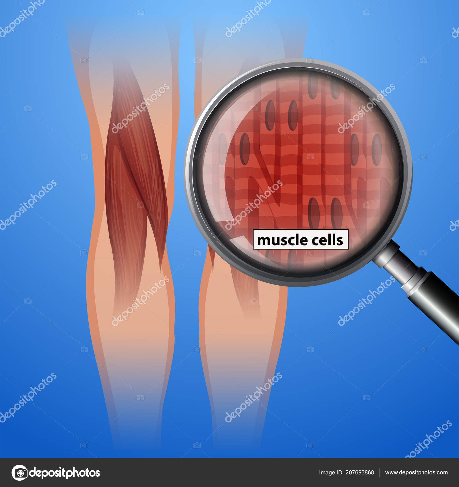 Human Anatomy Muscle Cells Illustration Stock Vector by ©interactimages ...