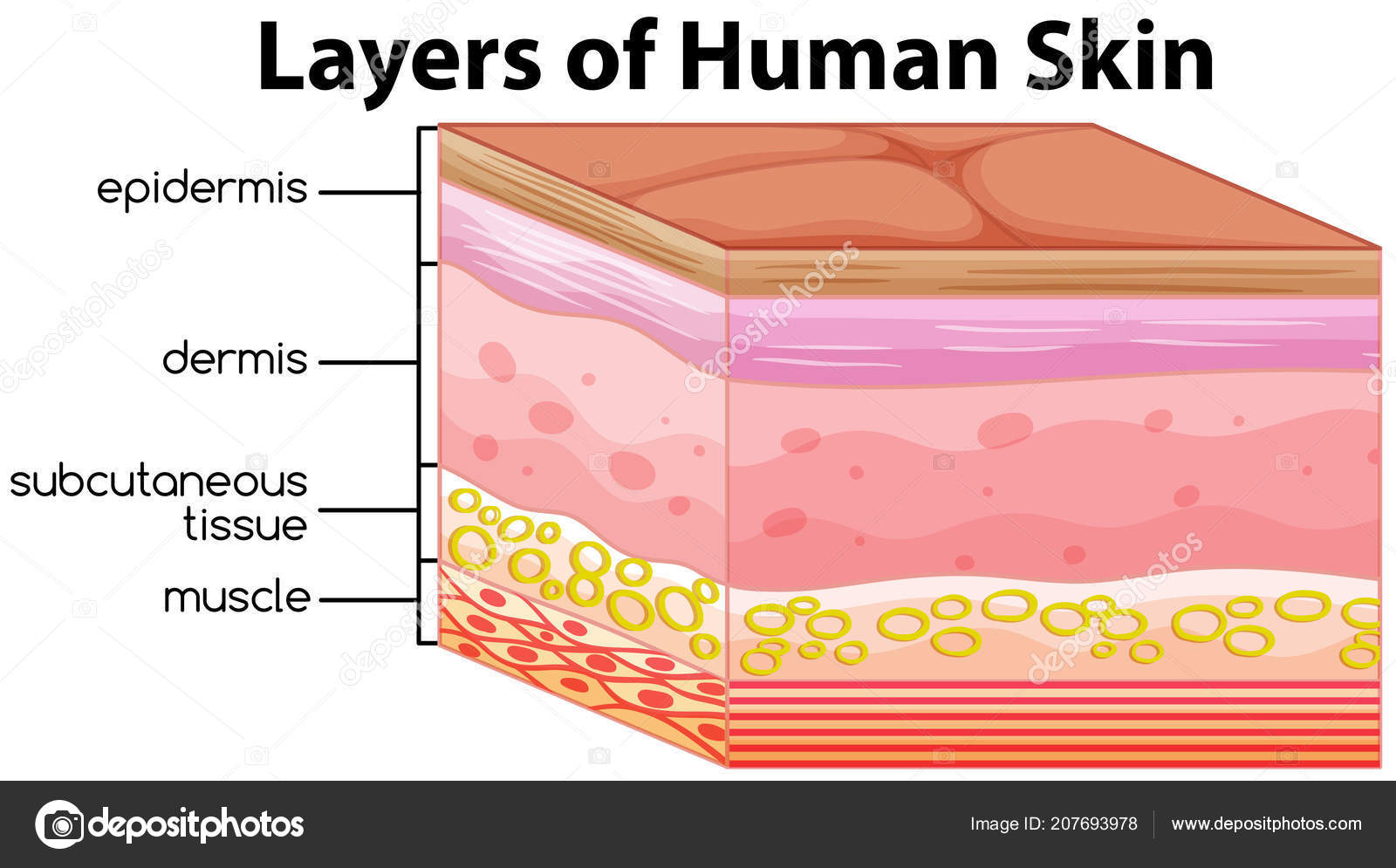 Capas De La Piel Humana