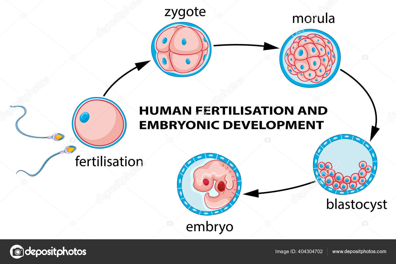 Human Zygote Development