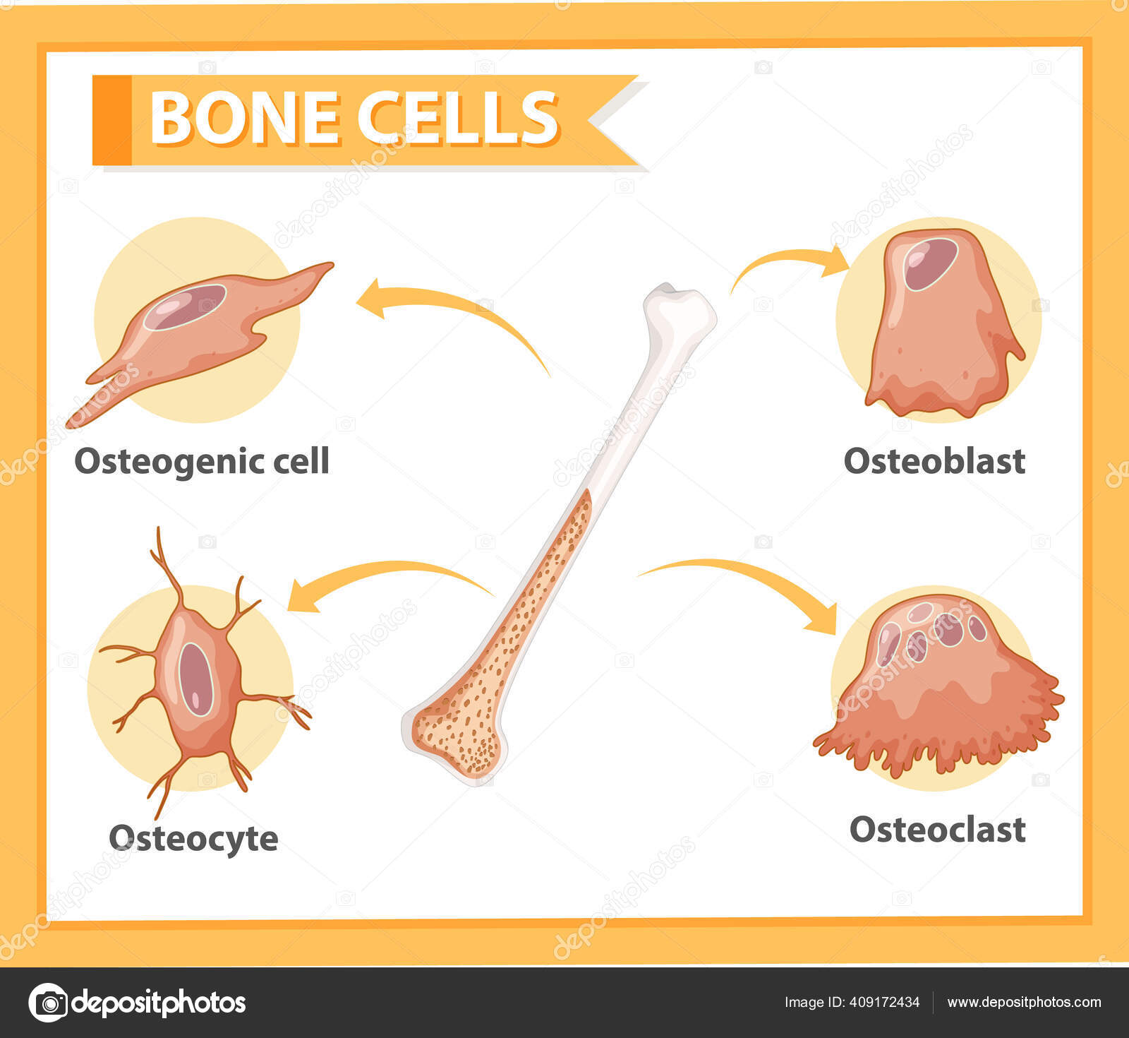 Human Bone Cells Anatomy Illustration Stock Vector Image by ...