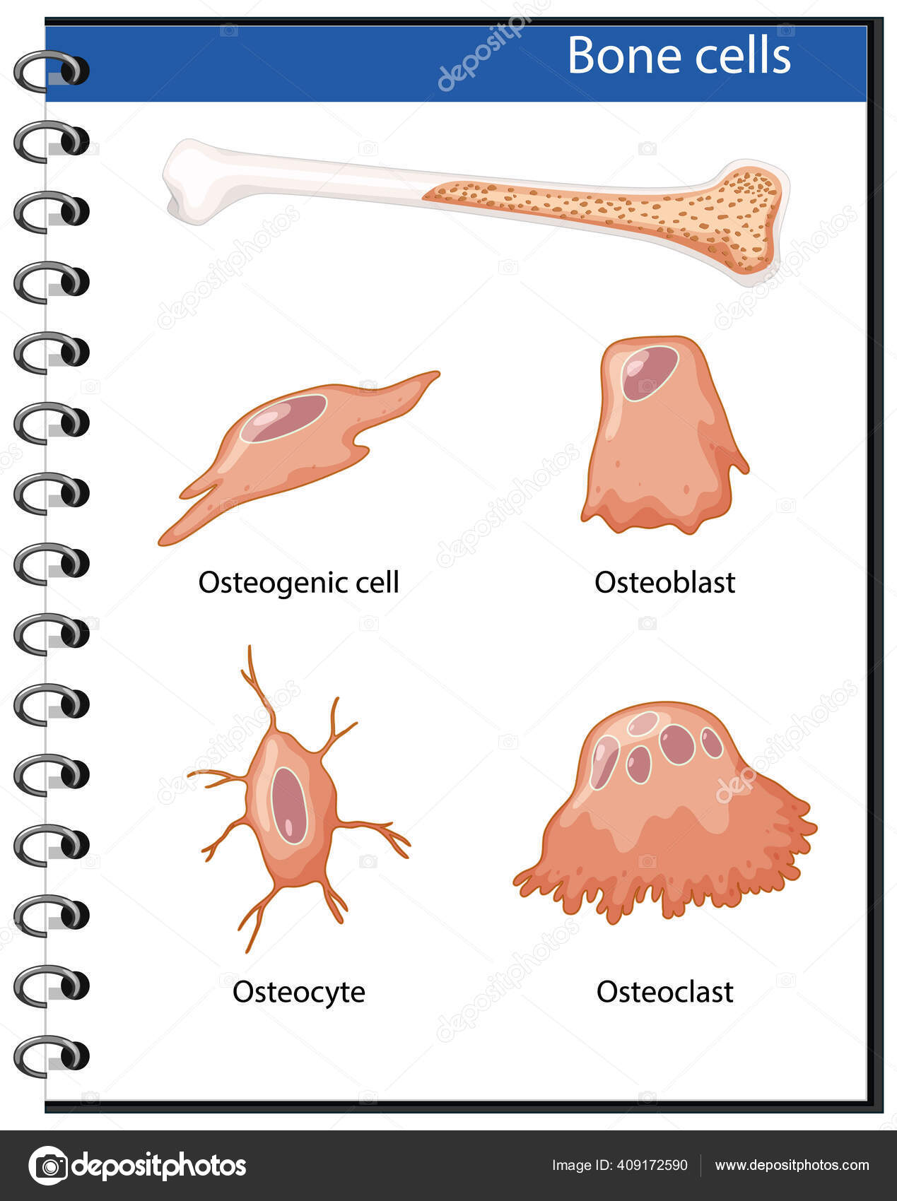 Human Bone Cells Anatomy Illustration Stock Illustration by ...
