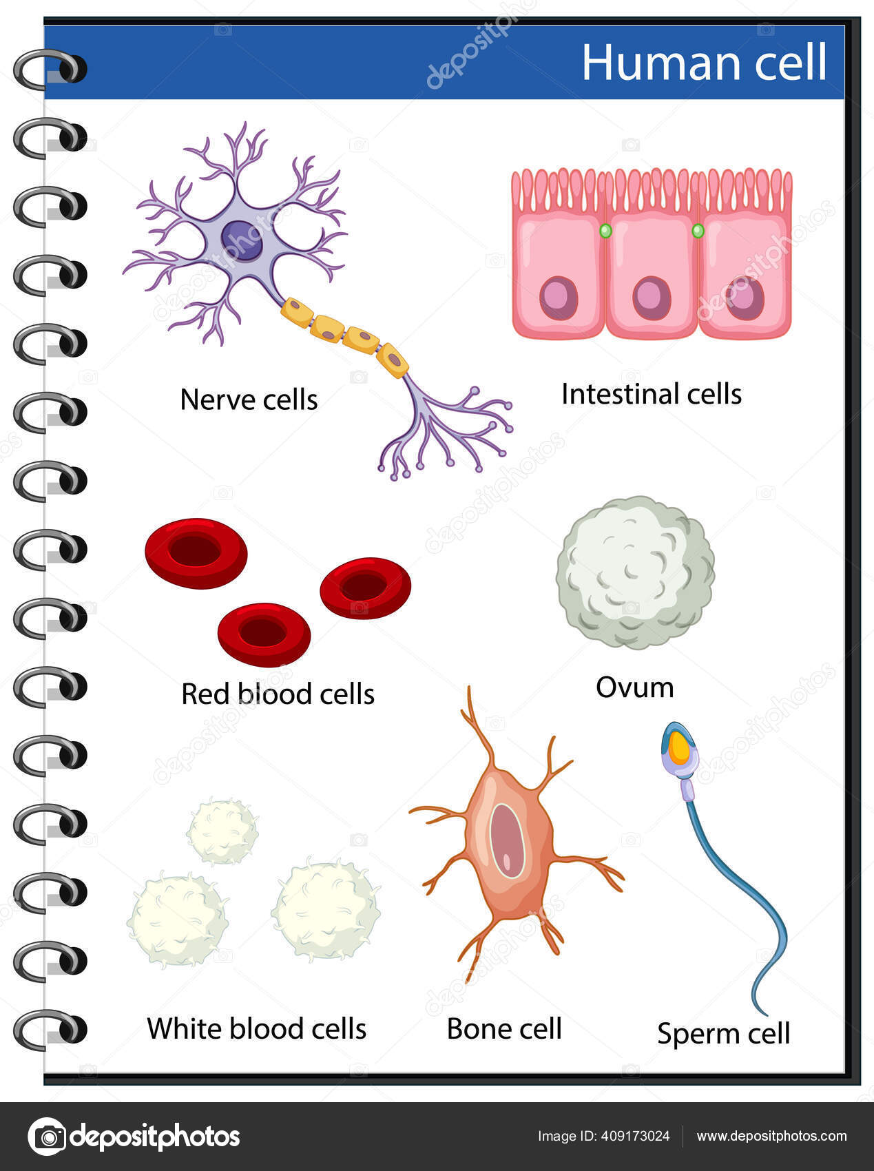 Information Poster Human Cells Illustration Stock Vector by ...