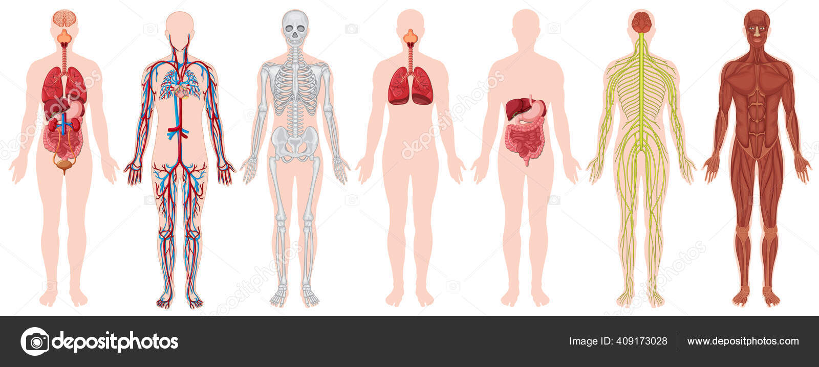 Set Human Body Anatomy Illustration Stock Vector Image by ...