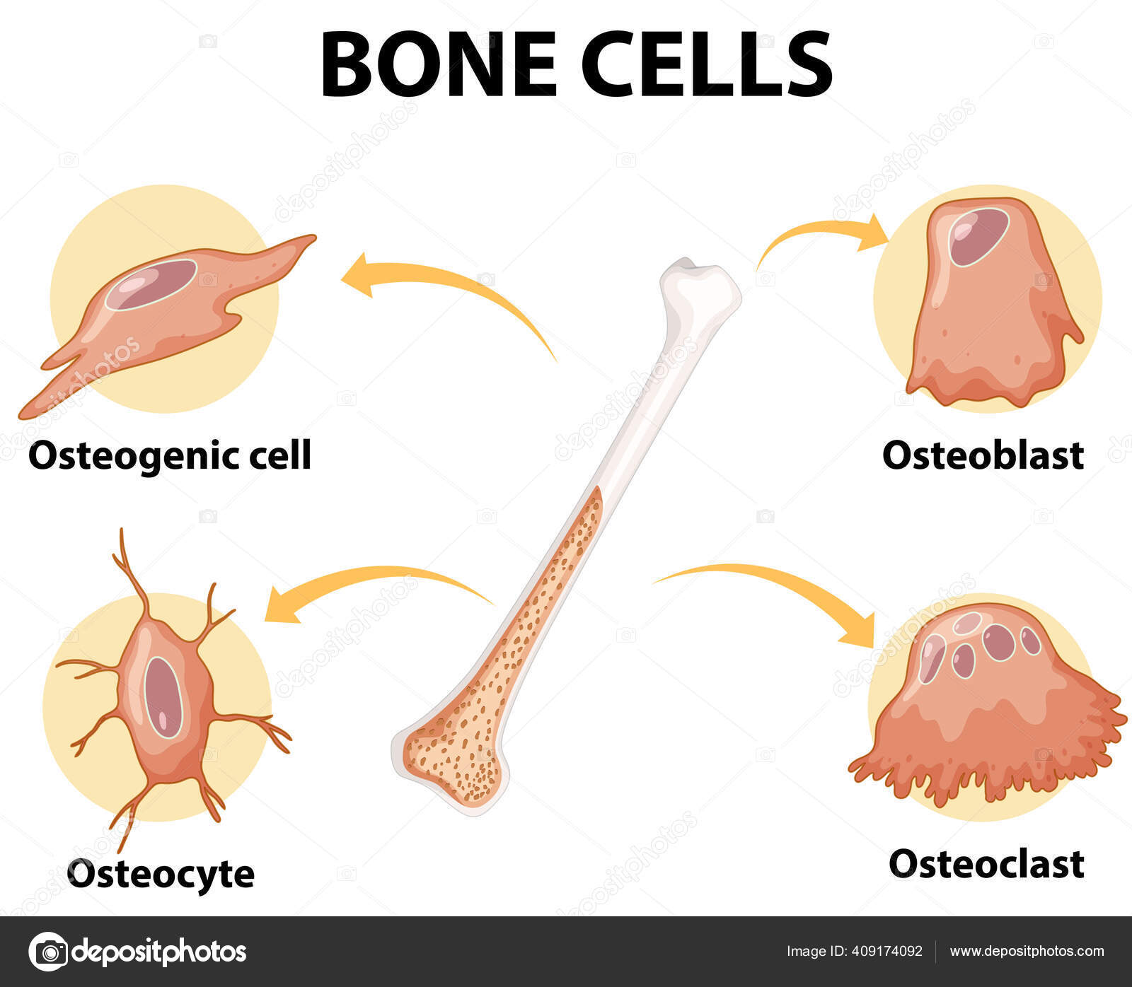 Imagen Anatomía Células Óseas Humanas Vector de stock #409174092 de ©interactimages