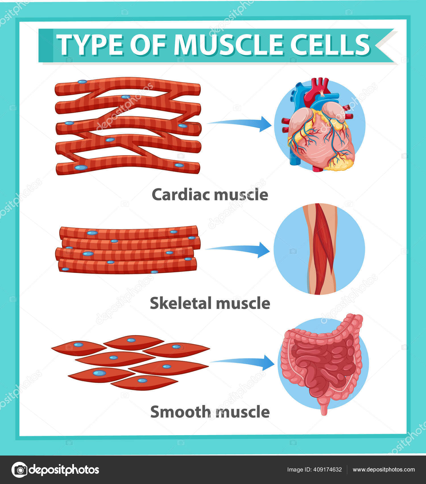 Information Poster Muscle Cells Illustration Stock Vector by ...