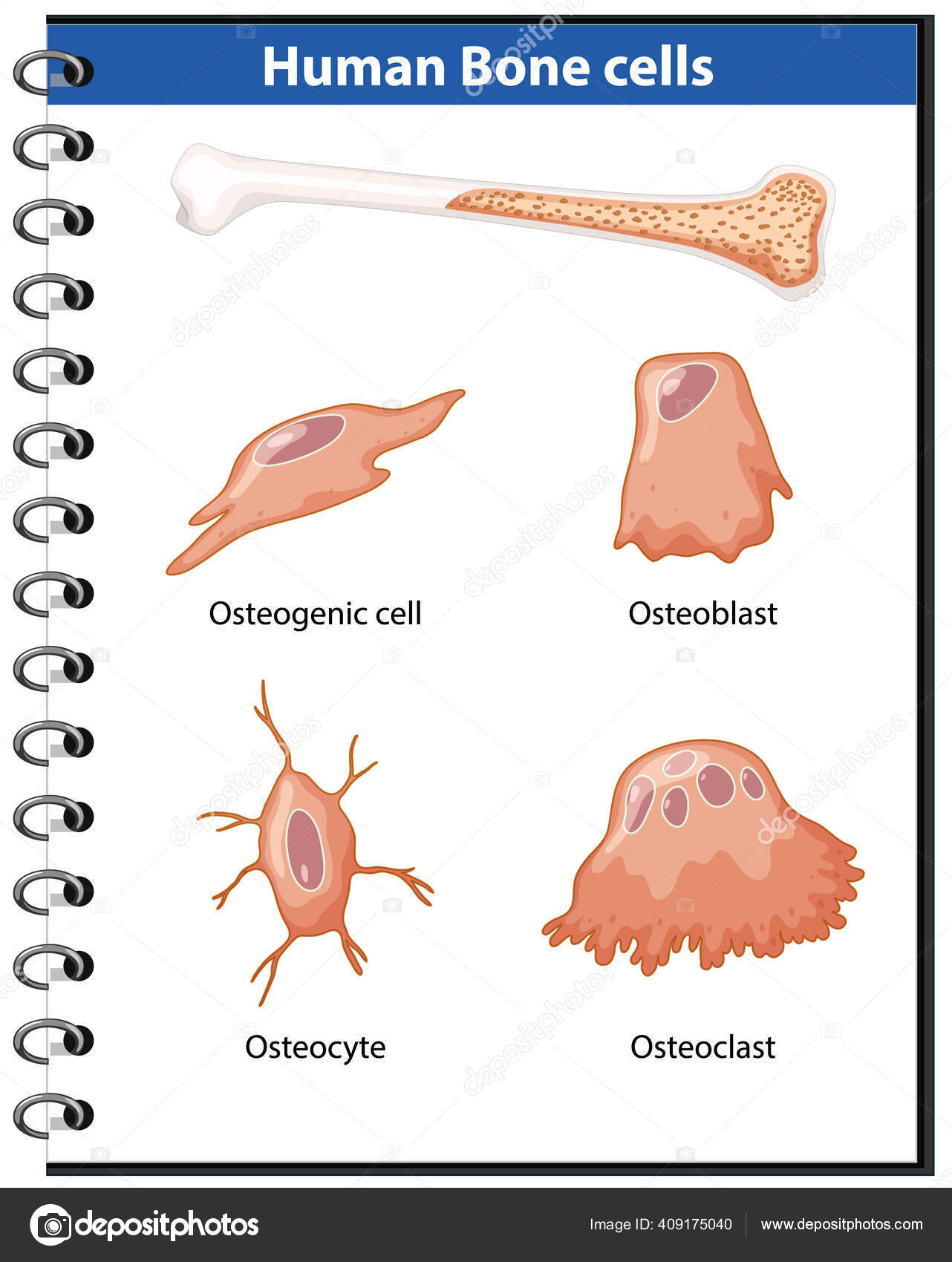 Bone Cell Drawing
