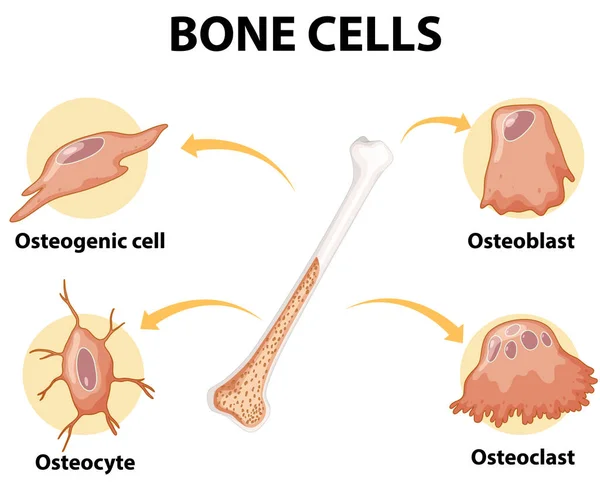 Bone cells Images - Search Images on Everypixel
