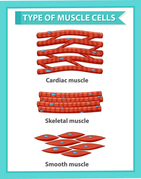 Human Anatomy Muscle Cells Illustration Stock Vector by ©interactimages ...