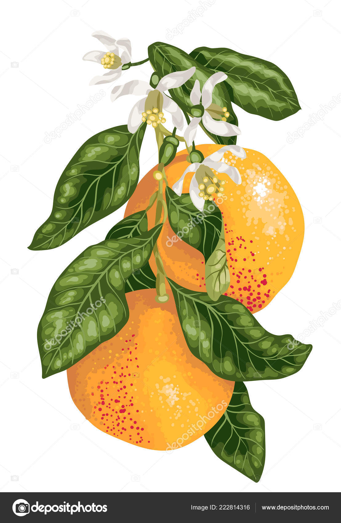 Grapefruit Tree Flower