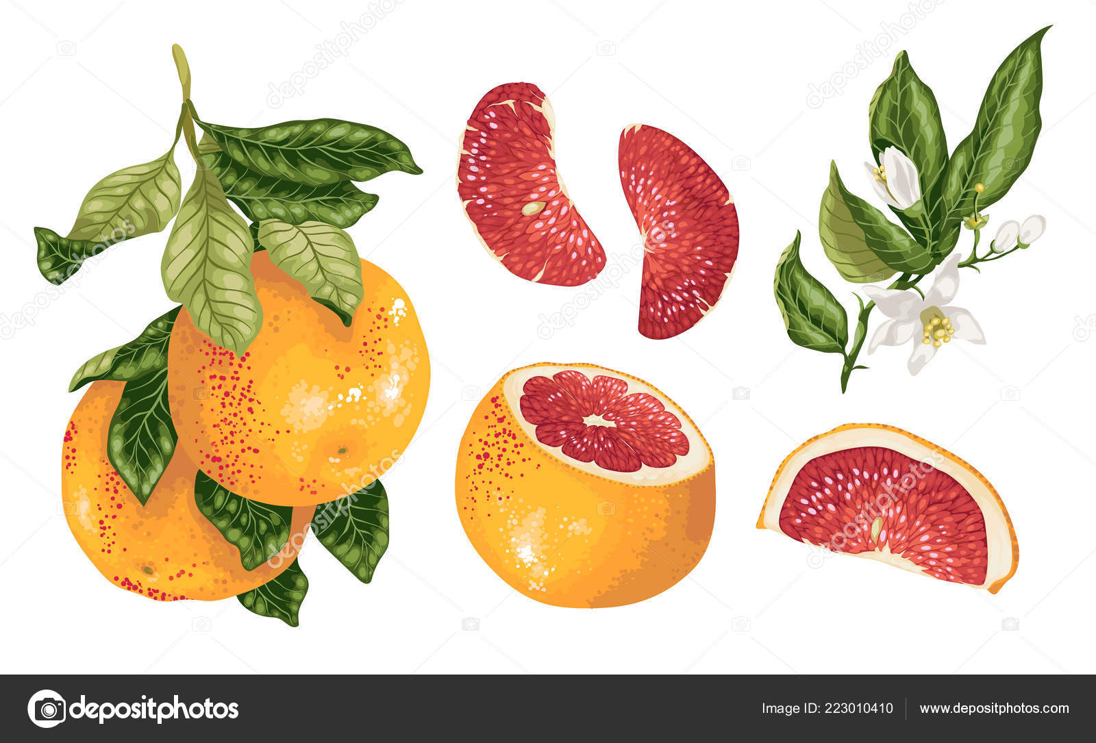 Cirtus Set Vector Grapefruit Plant Branch Fruits Slices Flowers Stock Vector by ©YuliaFHT 223010410