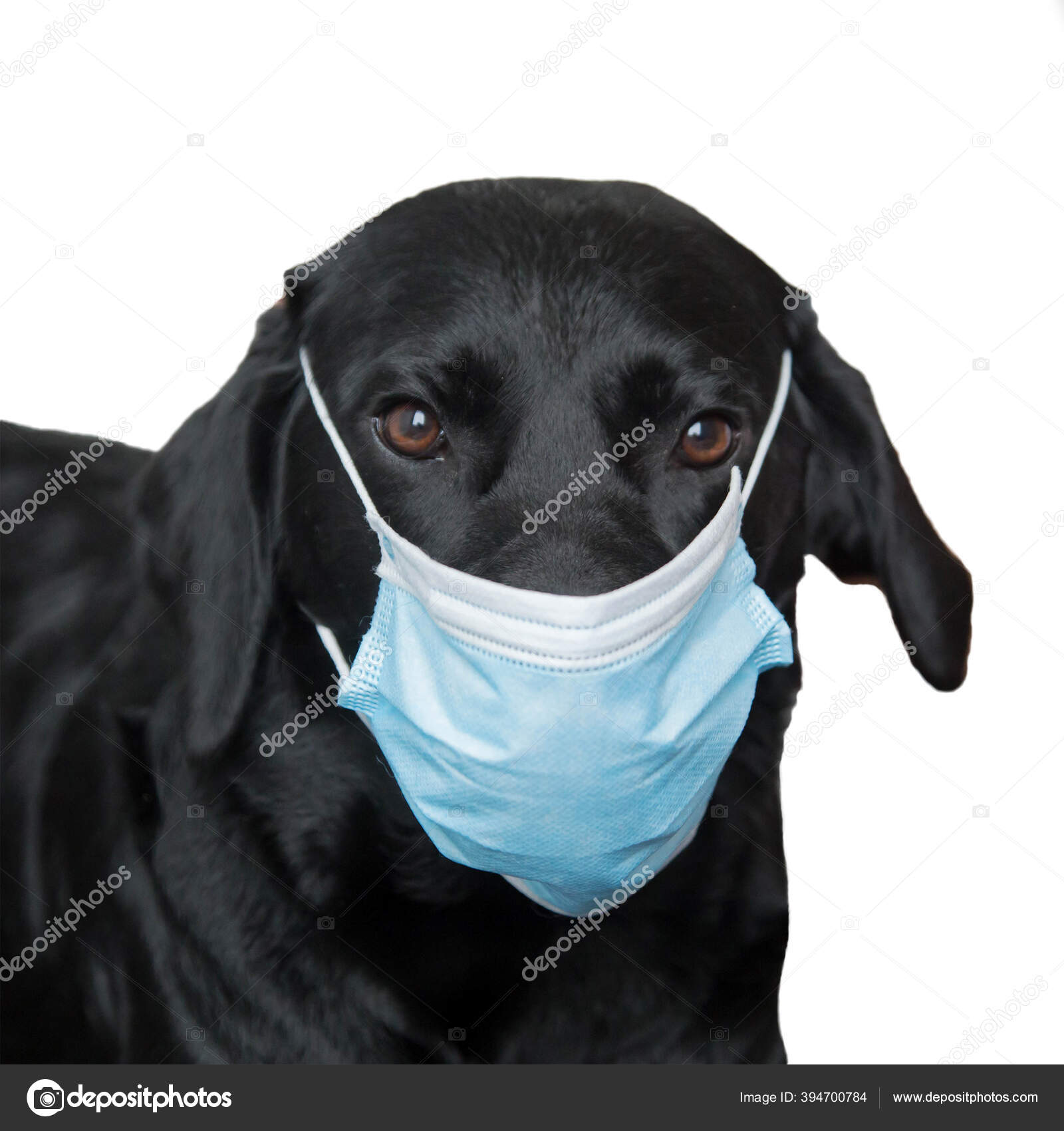 Are Labrador Protective