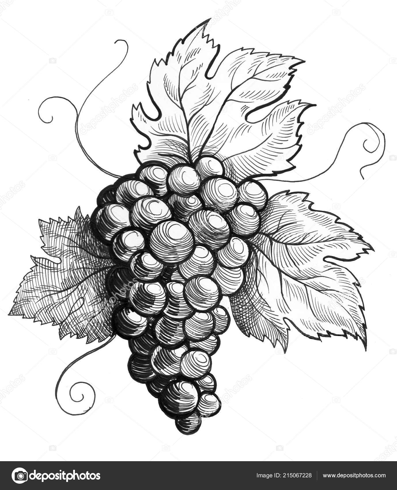 Bunch Grapes Ink Black White Drawing Stock Illustration by ...
