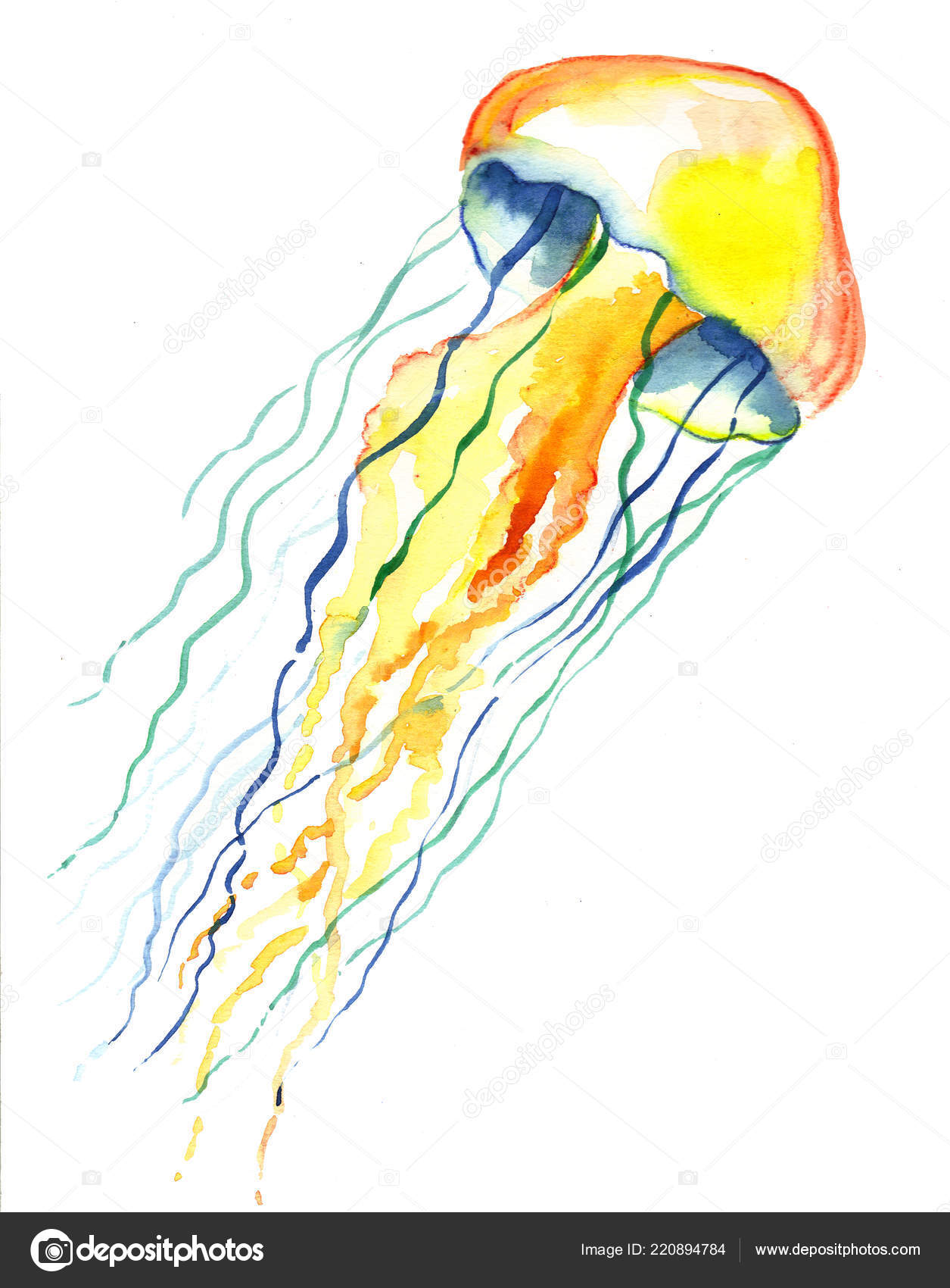 Tropical Poisonous Jellyfish White Background Watercolor Painting Stock ...