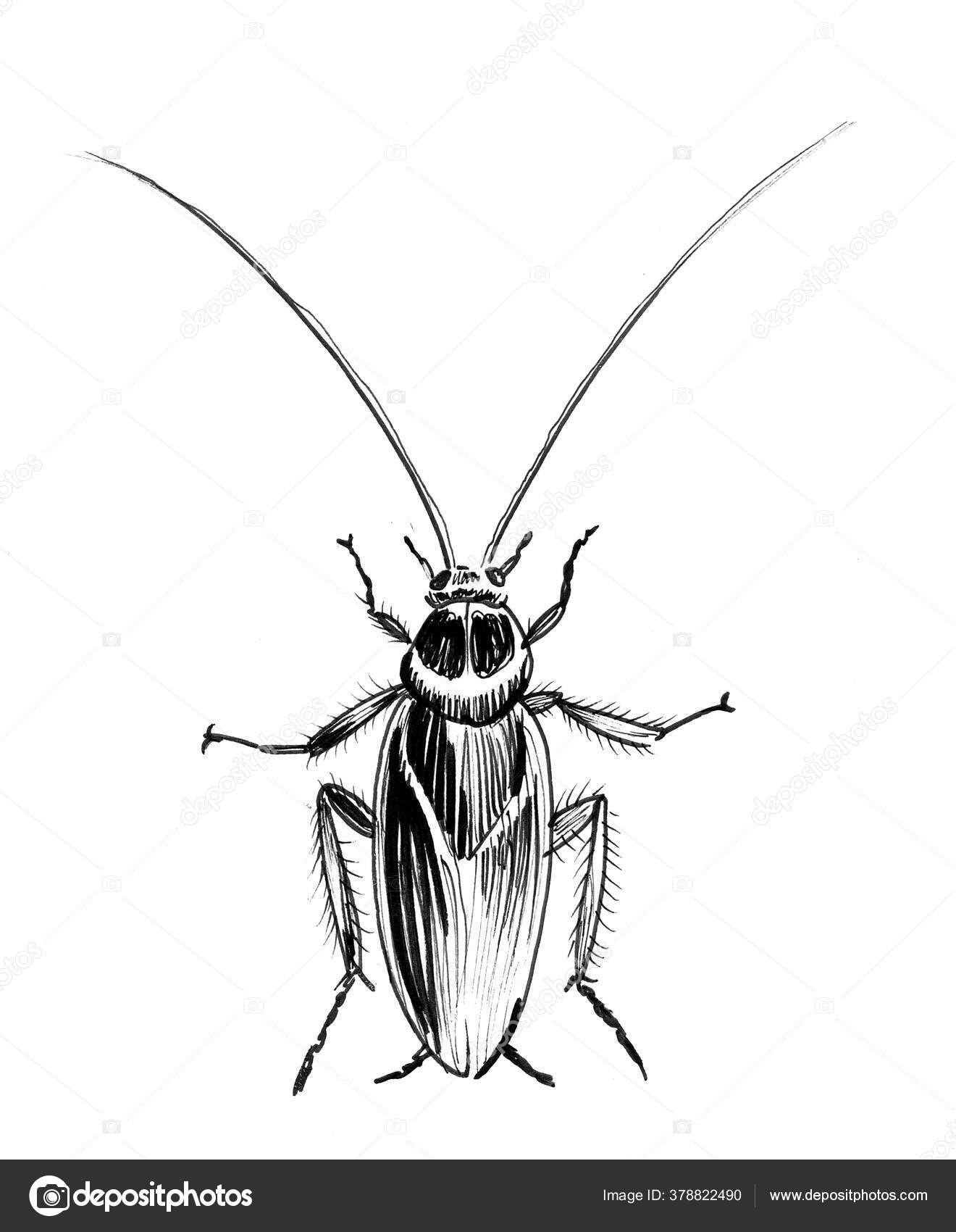 Cockroach Drawing