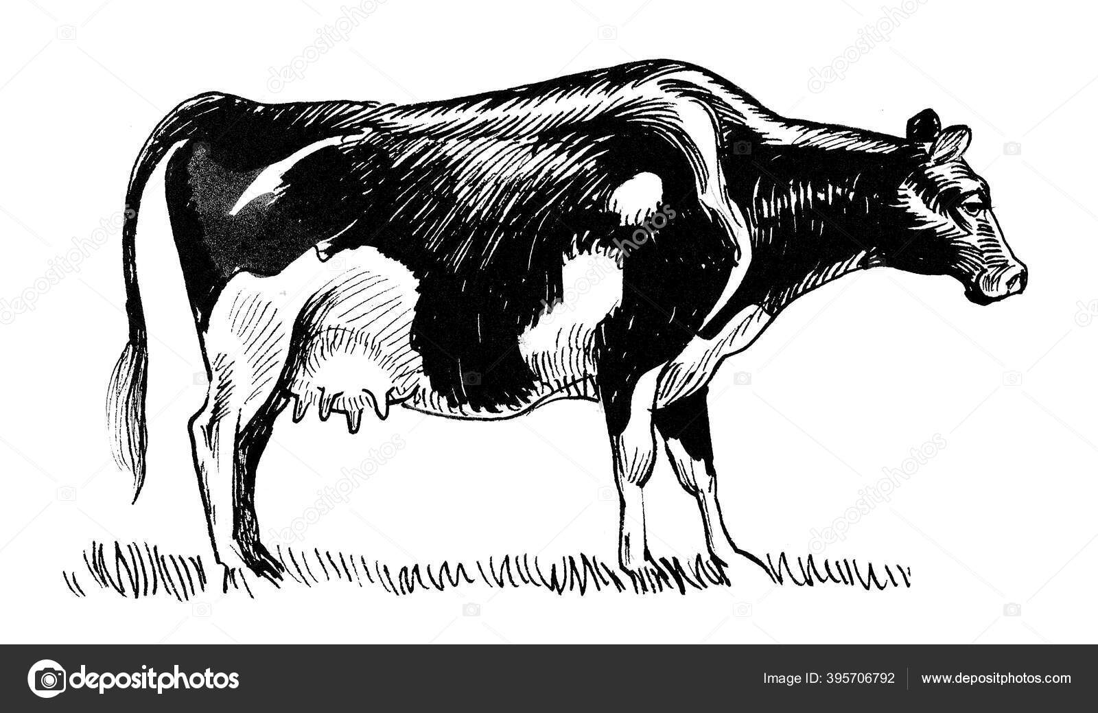 Grazing Cow Ink Black White Drawing Stock Illustration by ©alexblacksea ...