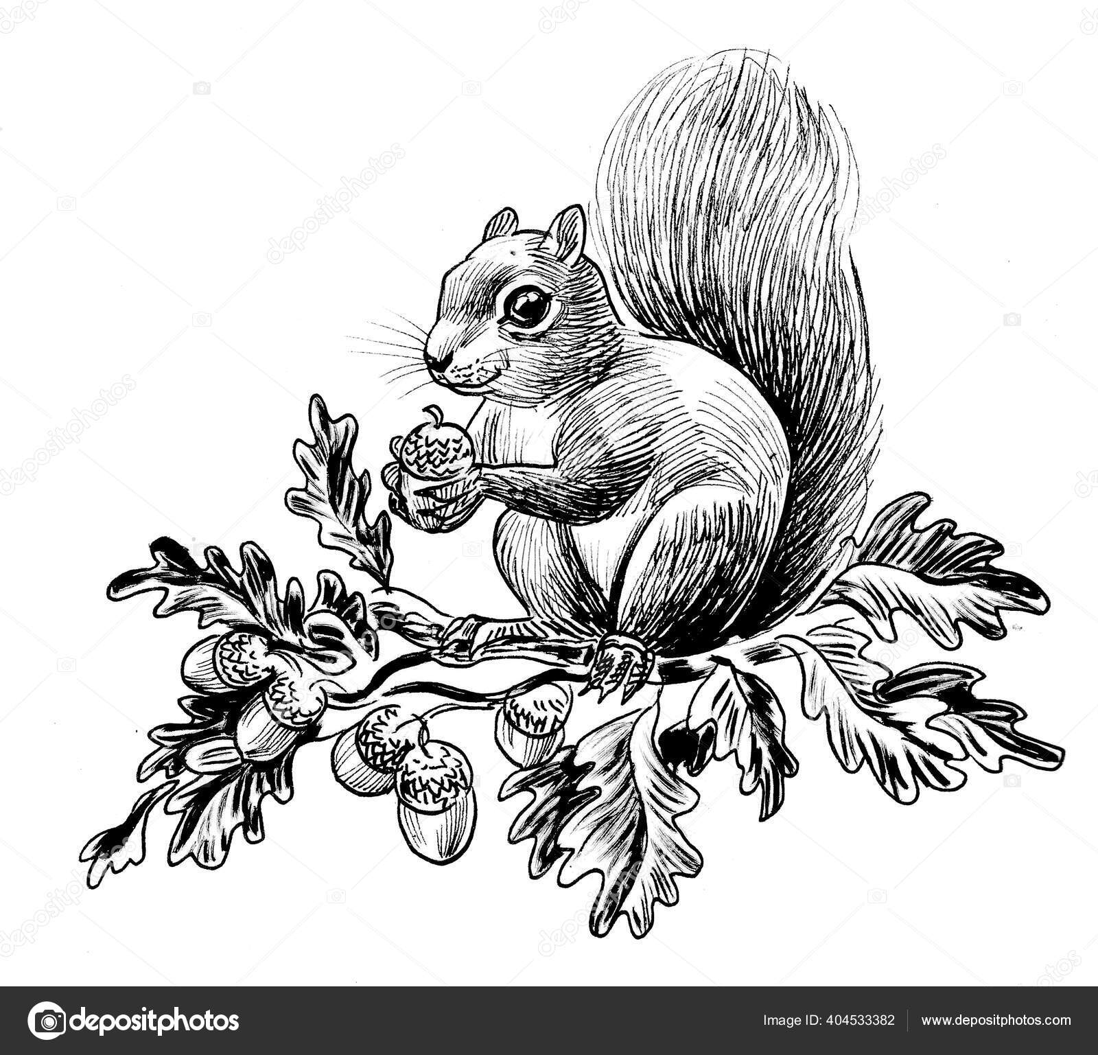 Squirrel Black And White Drawing